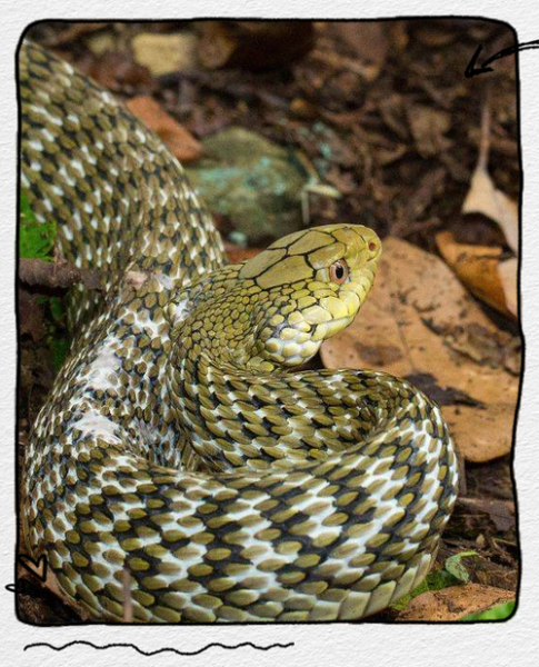 王锦蛇图片大全_如何分辨真假王锦蛇-第2张图片-山城妙识 王锦蛇图片大全_如何分辨真假王锦蛇-第2张图片-山城妙识