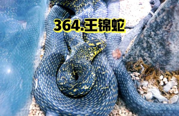 王锦蛇图片大全_如何分辨真假王锦蛇-第3张图片-山城妙识 王锦蛇图片大全_如何分辨真假王锦蛇-第3张图片-山城妙识