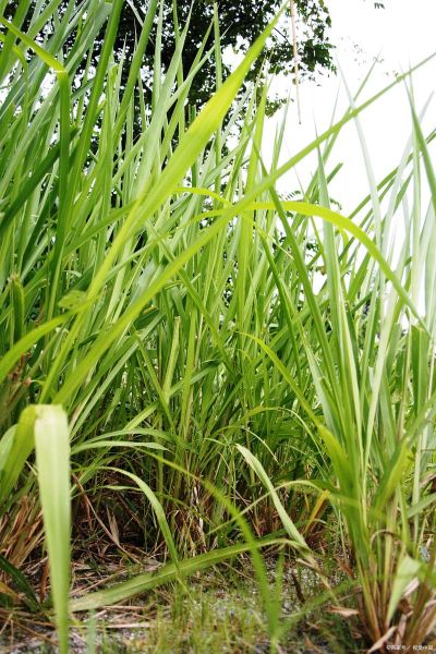 香茅吃哪个部位_香茅怎么吃最好-第3张图片-山城妙识 香茅吃哪个部位_香茅怎么吃最好-第3张图片-山城妙识