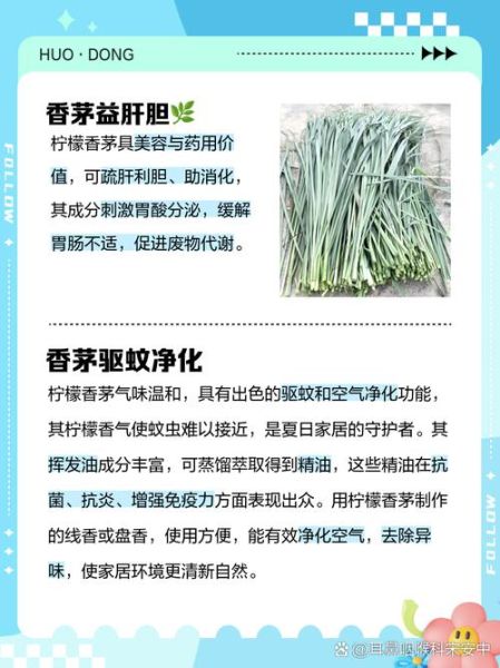 香茅吃哪个部位_香茅怎么吃最好-第2张图片-山城妙识 香茅吃哪个部位_香茅怎么吃最好-第2张图片-山城妙识